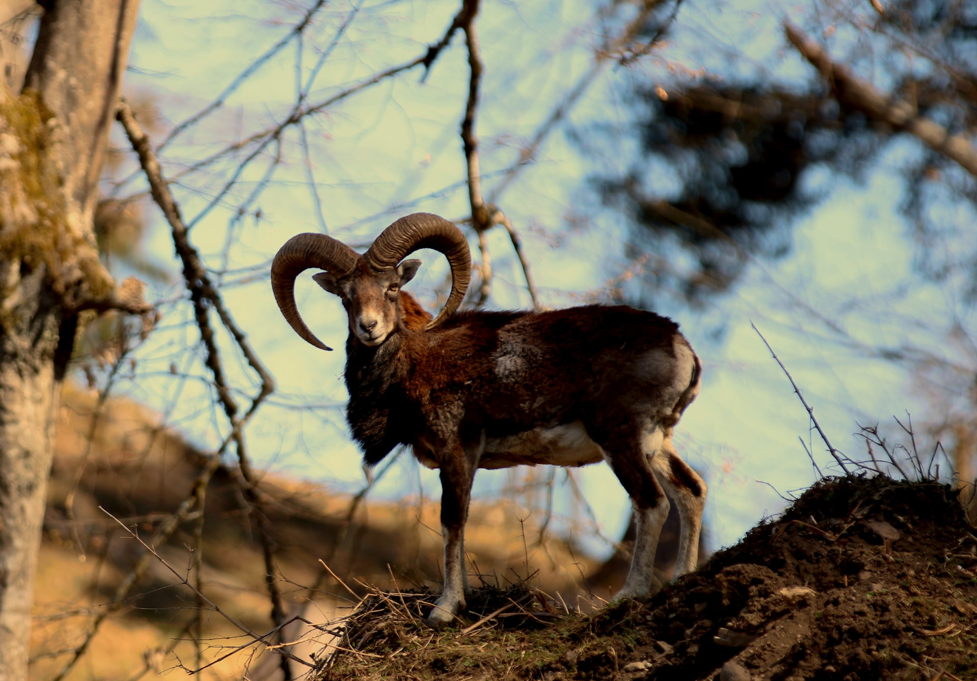 Capricorns and Being Emotionally Distant - Behind the Sign